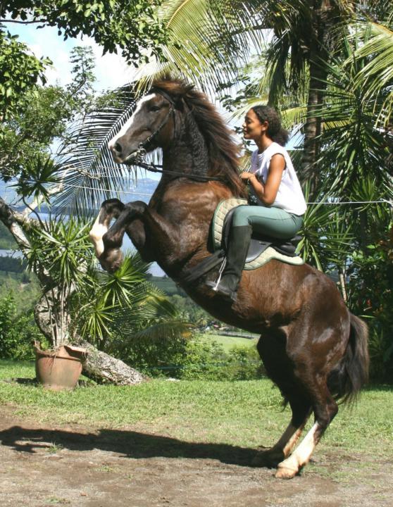 Centre d'équitation en Martinique - RANCH JACK