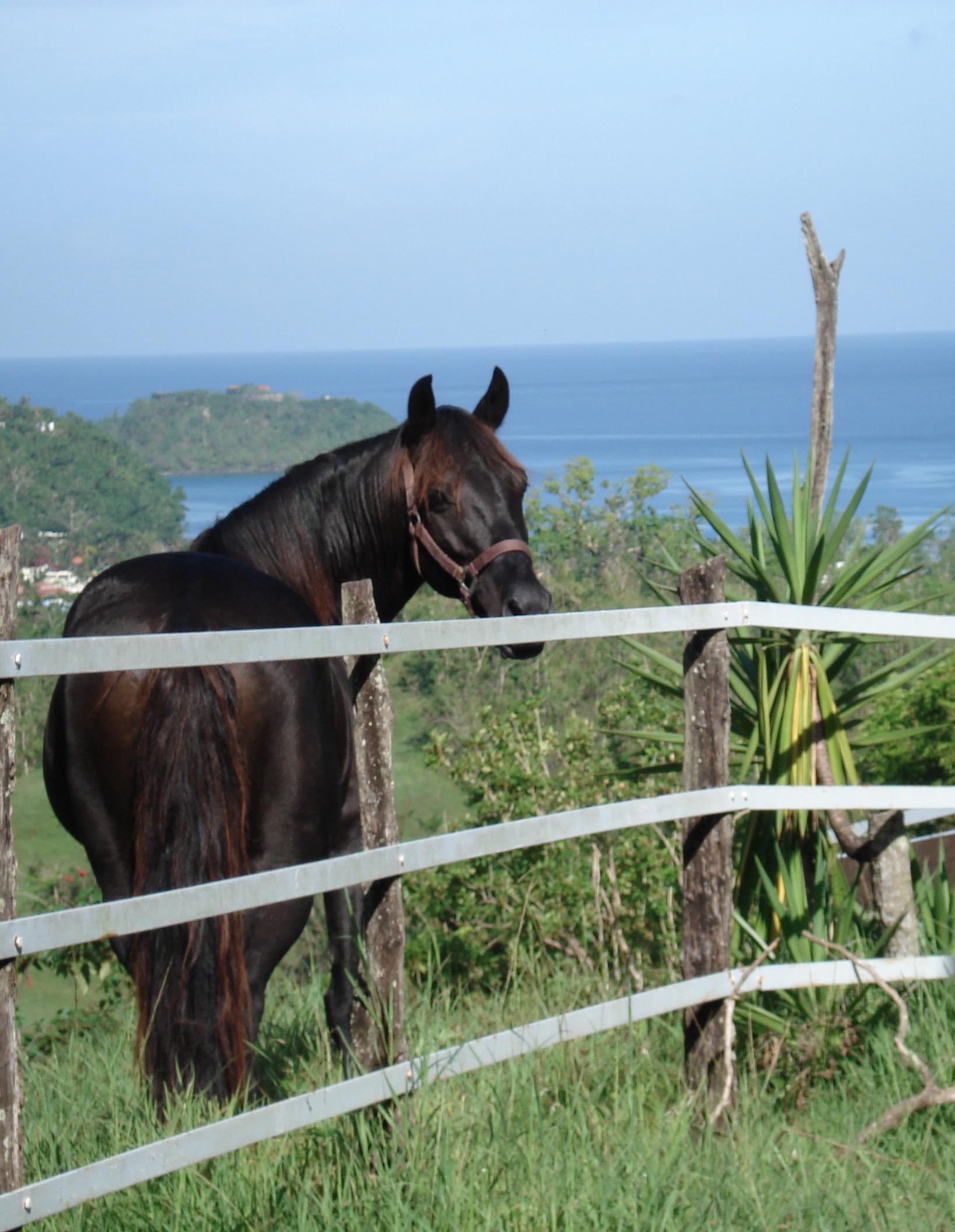 Centre d'équitation en Martinique - RANCH JACK